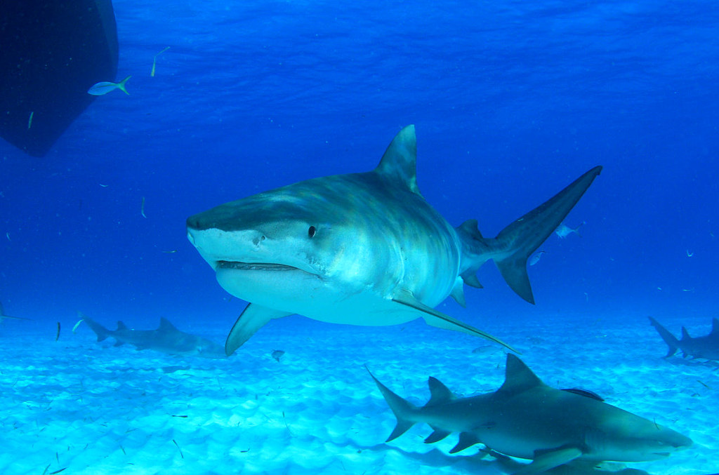 Resisting the Snark Bait - Debora M. Coty