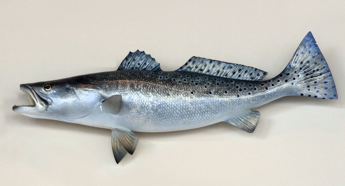 Fishy Blessings - Debora M. Coty