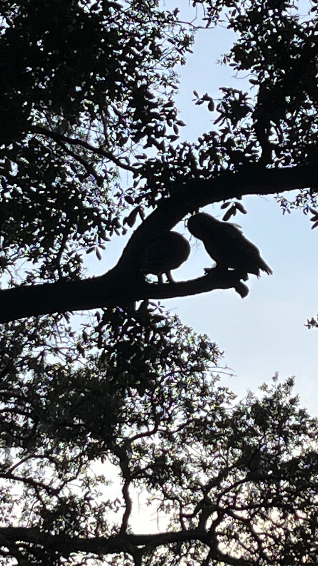 Living with Predators - Debora M. Coty